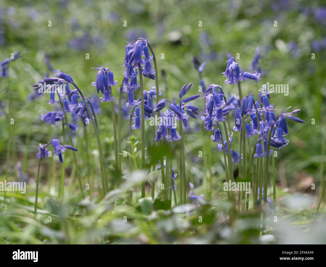 a group cluster of English Bluebells at ground level in even light with ...