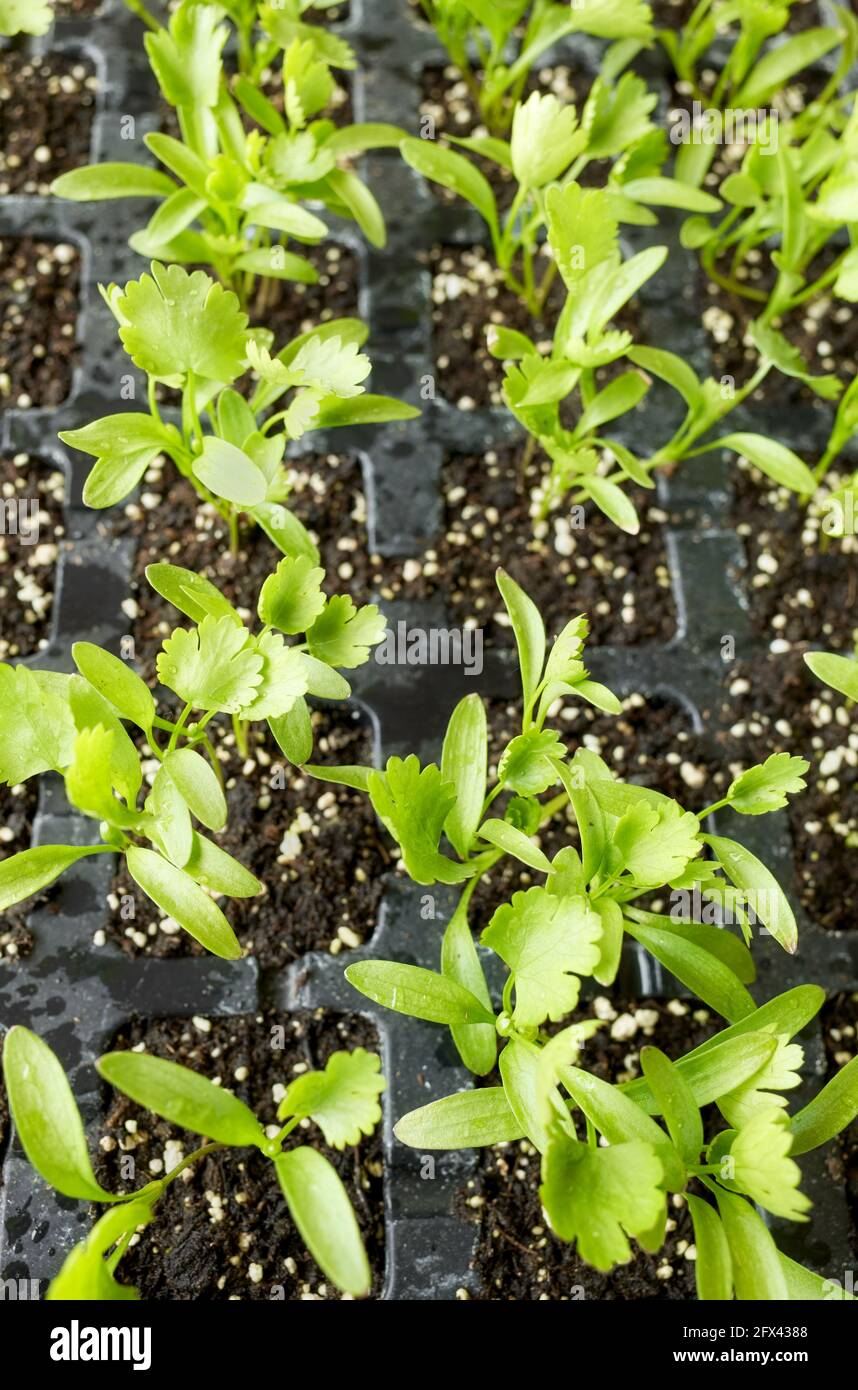 Coriander seedlings hi-res stock photography and images - Alamy
