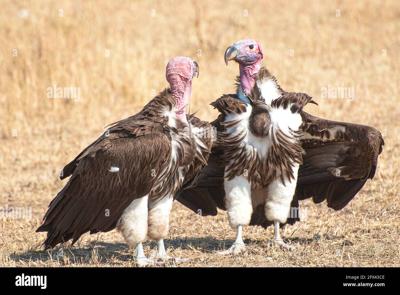 Habitat vulture hi-res stock photography and images - Alamy