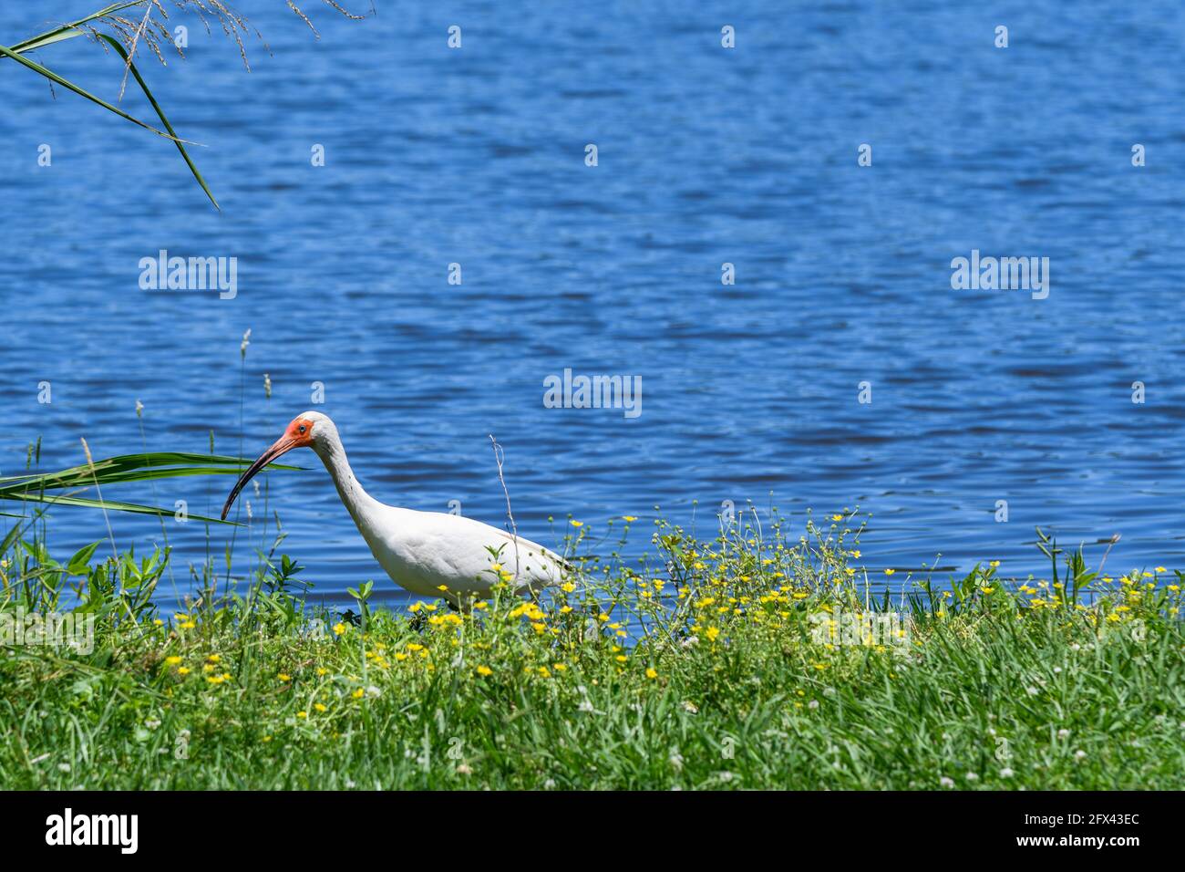 White ibis searches for food at the edge of a lagoon Stock Photo - Alamy
