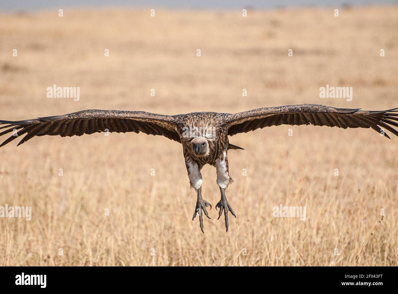 Vulture wings in flight hi-res stock photography and images - Alamy