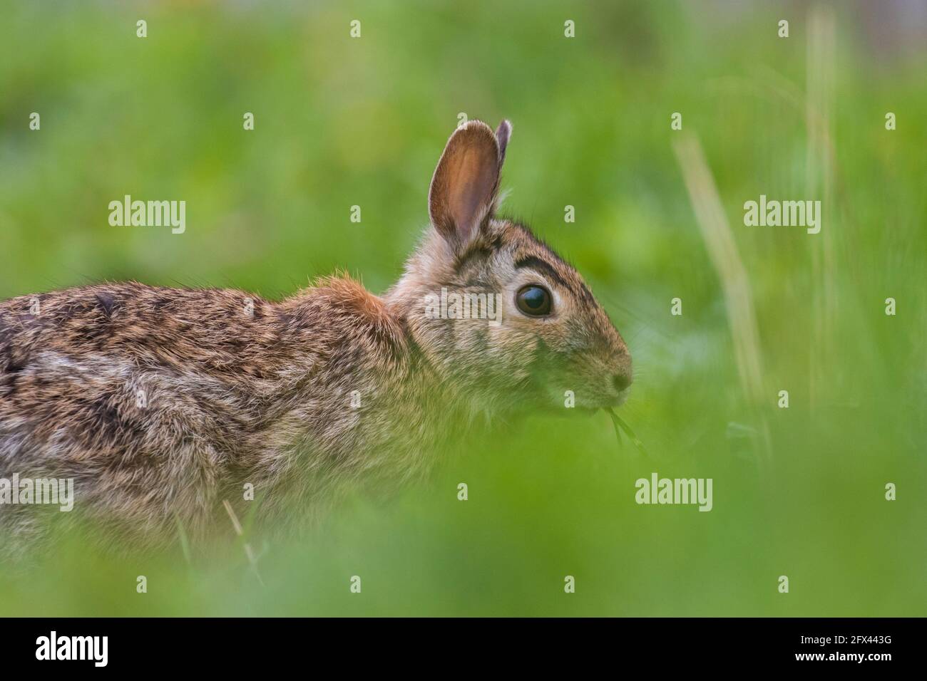 eastern cottontail (Sylvilagus floridanus) in spring Stock Photo - Alamy