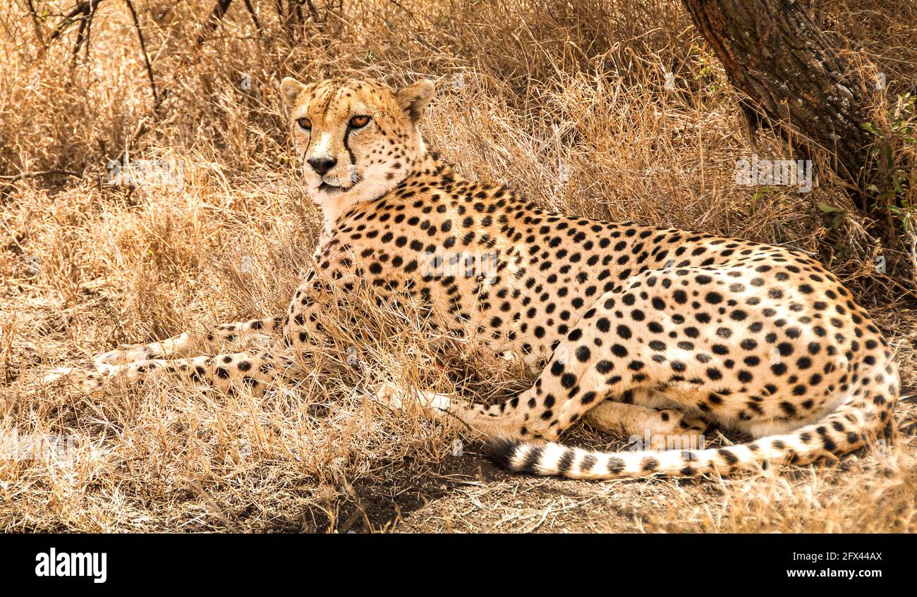 resting cheetah under a tree Stock Photo - Alamy