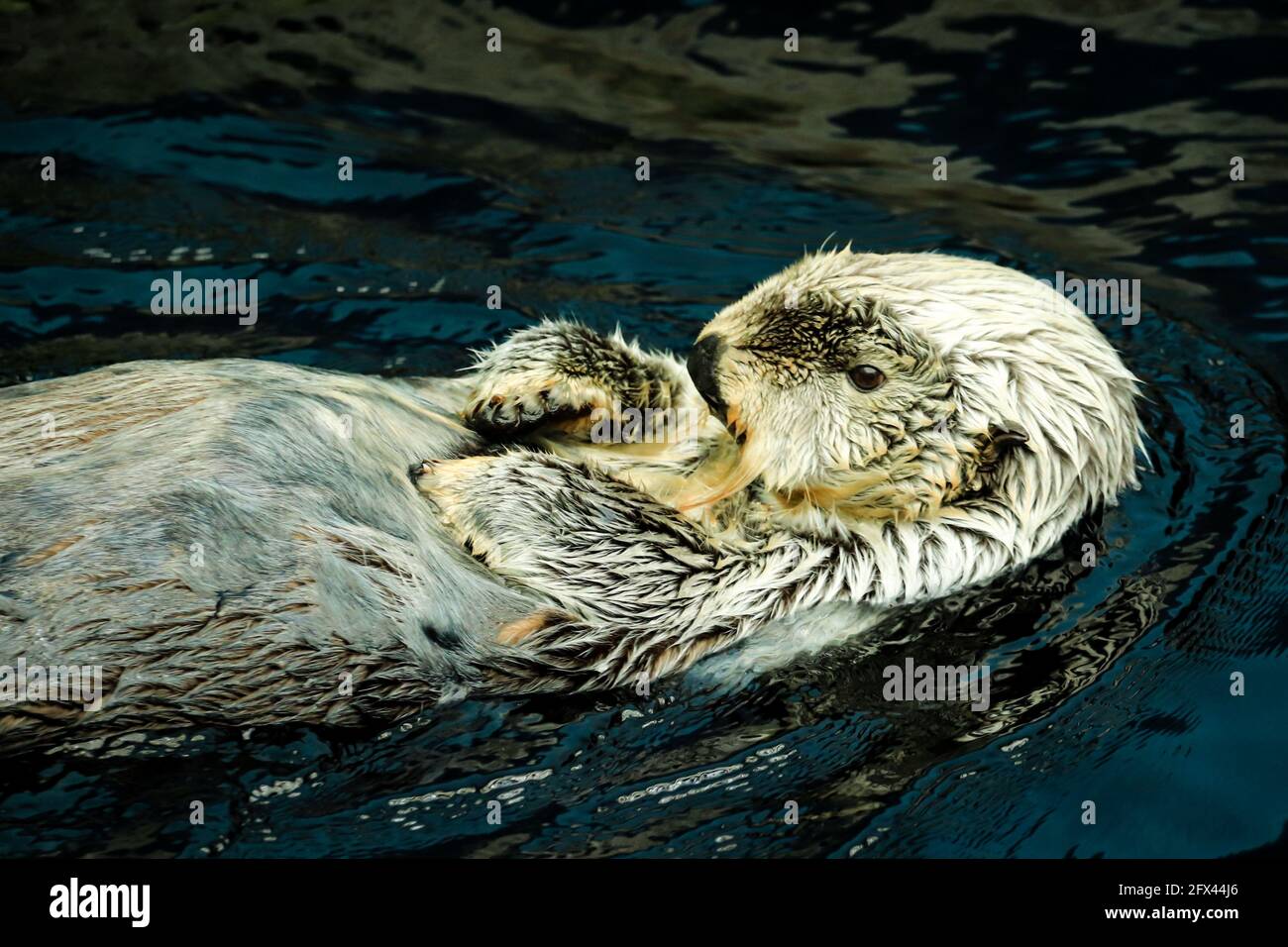 Sea otter floating in the water Stock Photo - Alamy