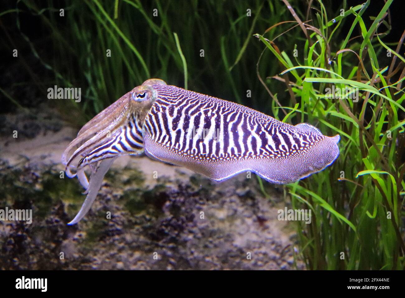 Bright Cuttlefish swimming in their habitat. Underwater view Stock ...