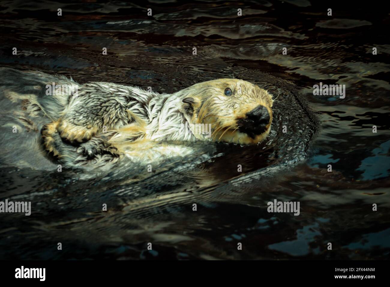Sea otter floating in the water Stock Photo - Alamy