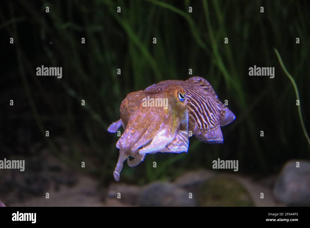 Bright Cuttlefish swimming in their habitat. Underwater view Stock ...