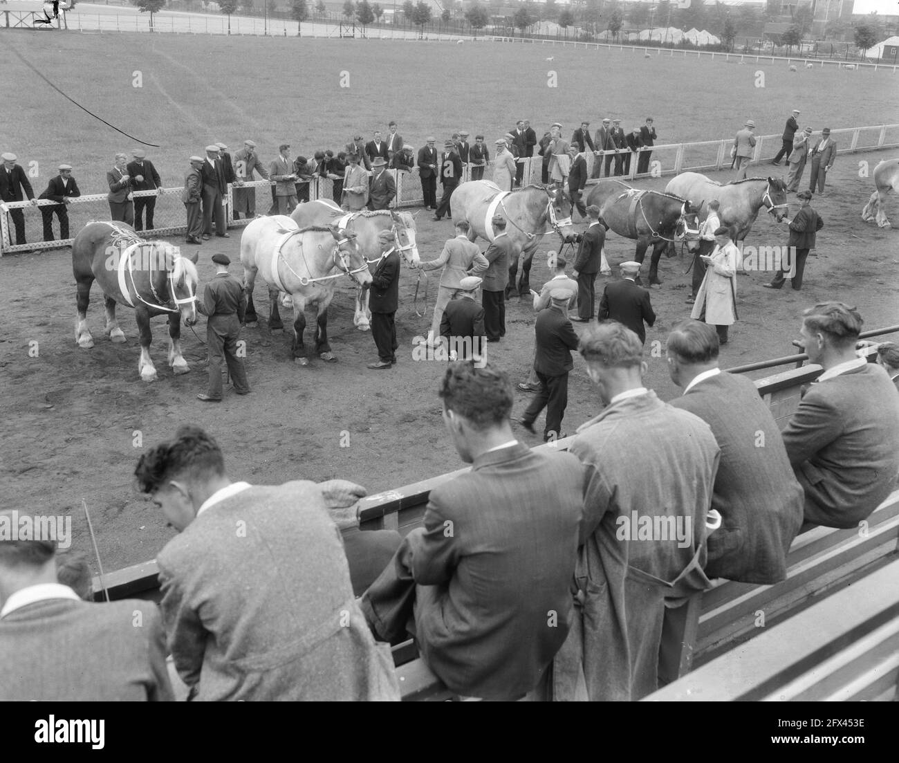 Dutch draught horse den bosch hi-res stock photography and images - Alamy
