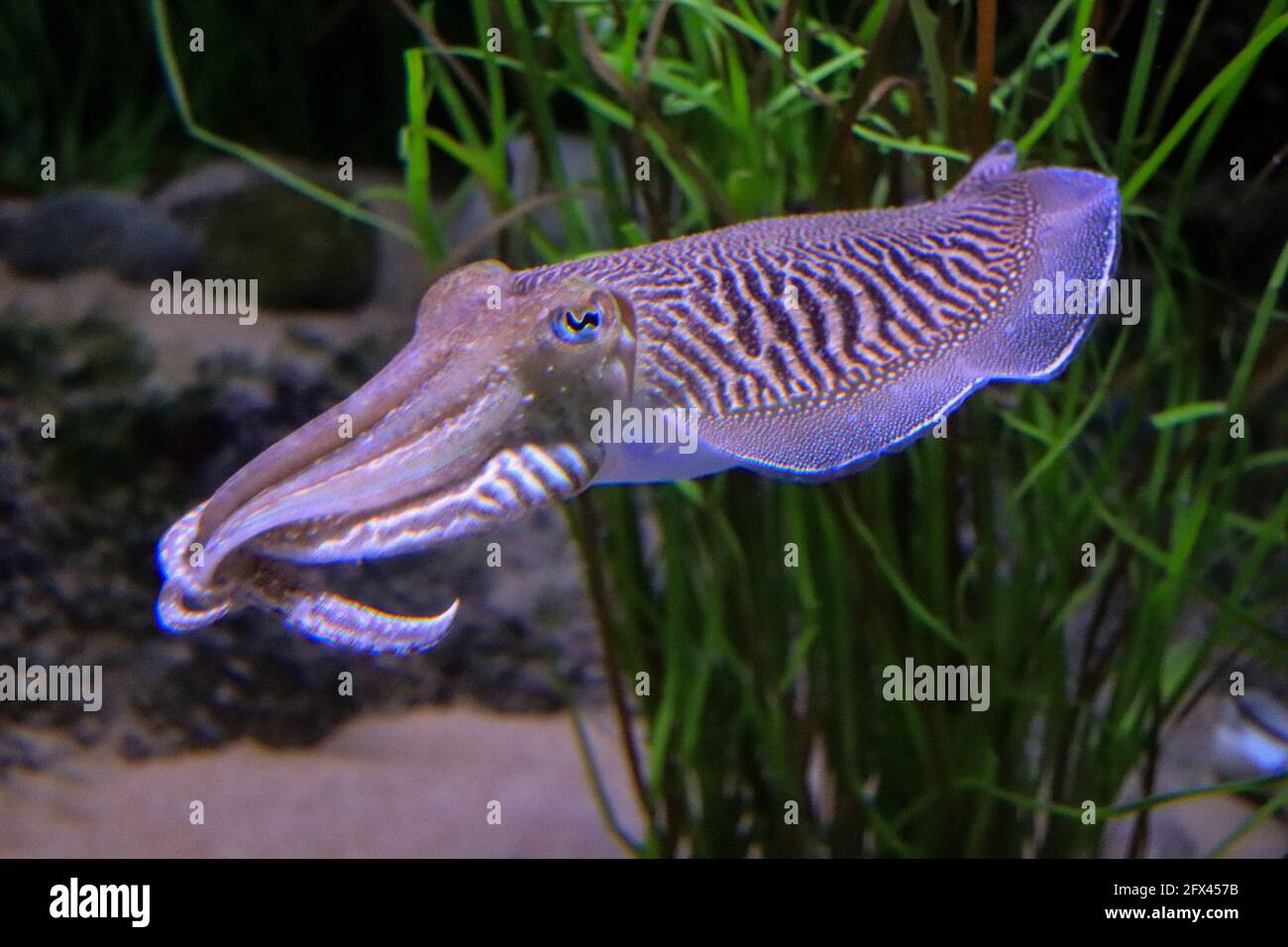 Bright Cuttlefish swimming in their habitat. Underwater view Stock ...