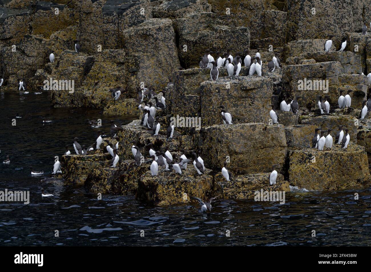 Nesting Seabirds on the cliffs of The Isle of May, Forth of Forth ...