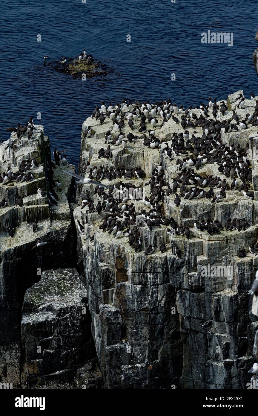 Nesting Seabirds on the cliffs of The Isle of May, Forth of Forth ...
