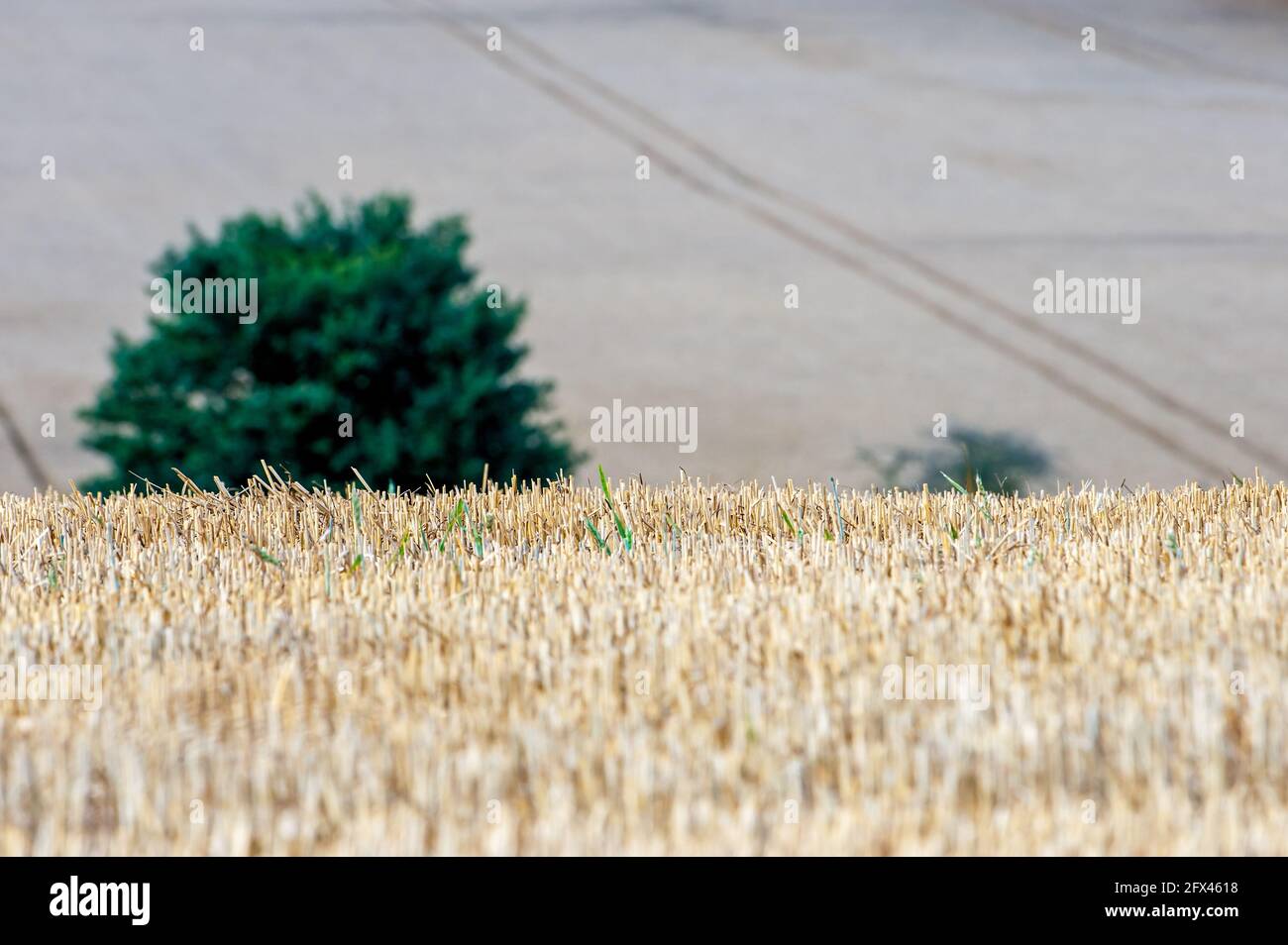 Landscape of ripe arable crops for nutrition and sustainable farming in ...