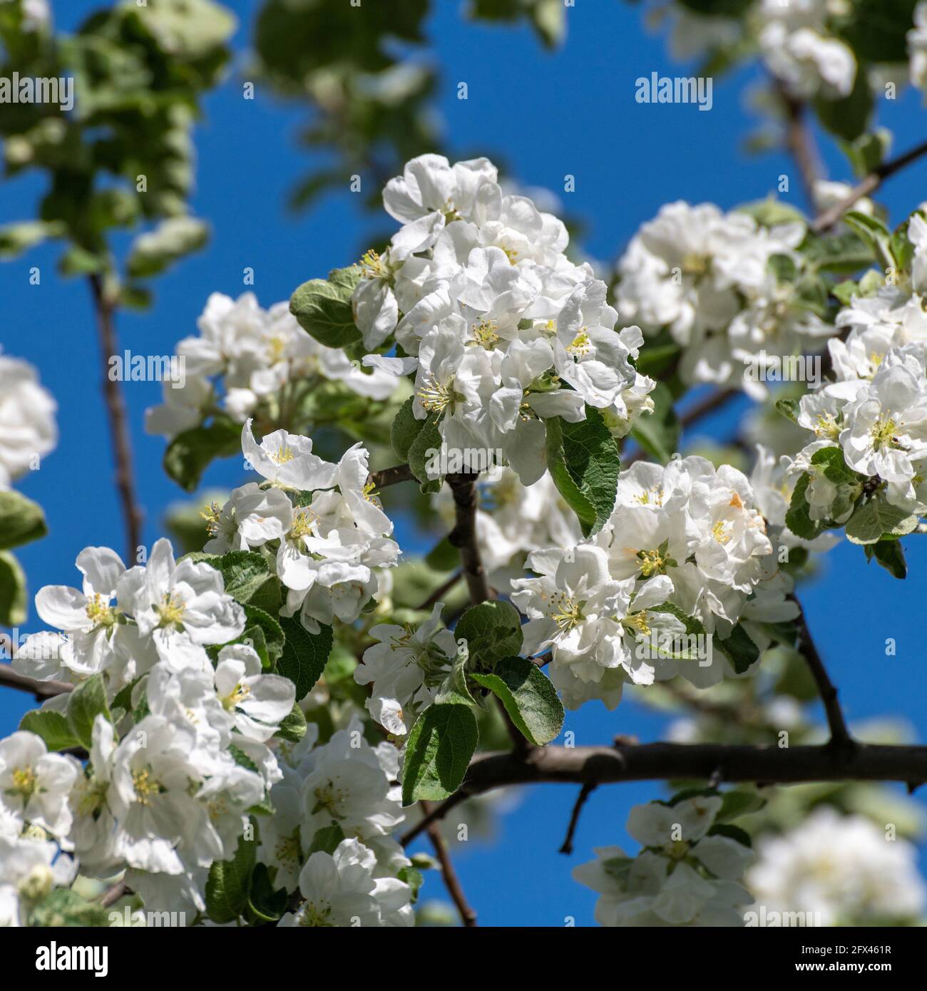 Apple tree with white flowers in spring Stock Photo - Alamy