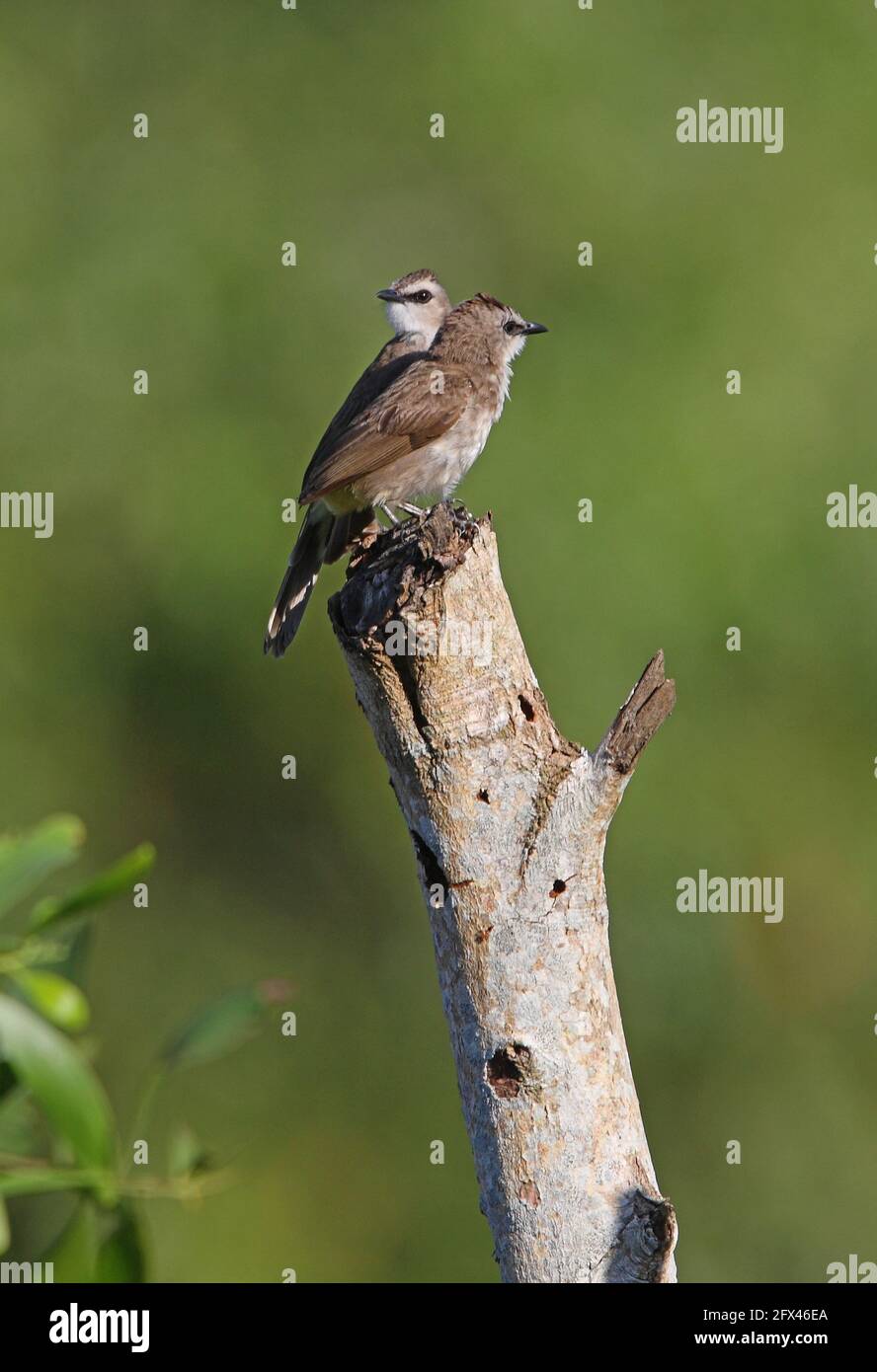 Yellow-vented Bulbul (Pycnonotus goiavier gourdini) pair perched on ...