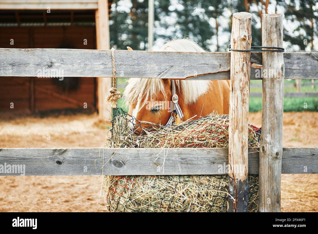 beautiful horse eating hay at the ranch Stock Photo - Alamy