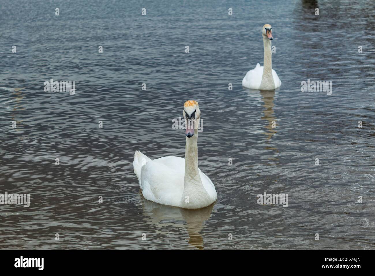 White swans swim in the reservoir of the reserve. Swans with orange ...