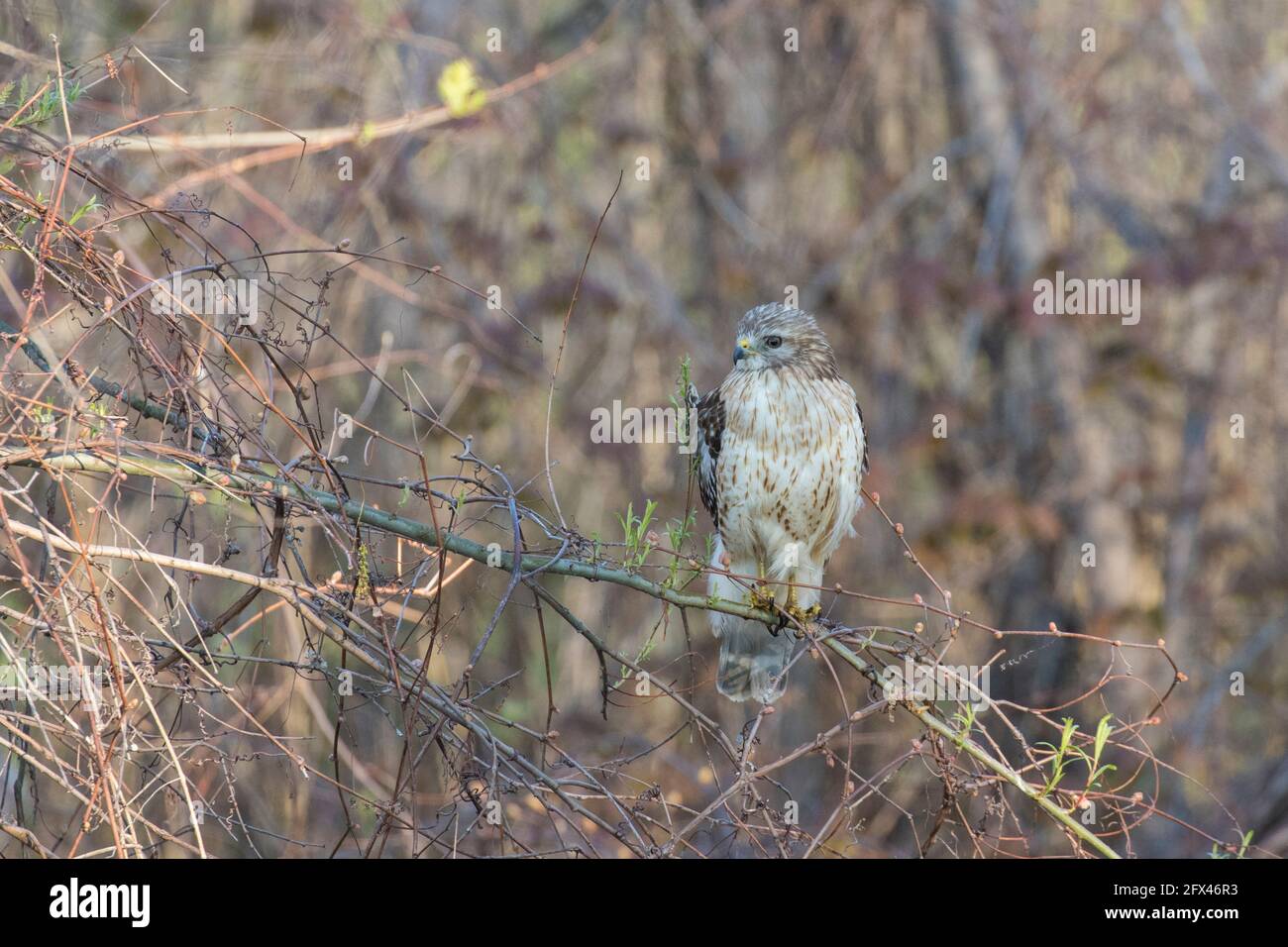 Red shouldered hawk wingspan hi-res stock photography and images - Alamy