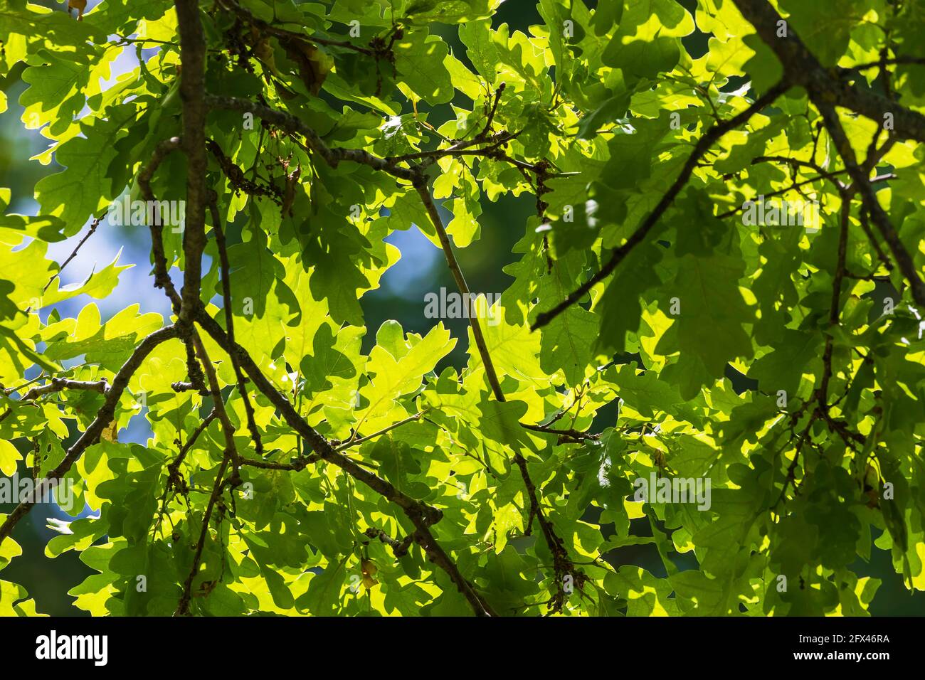 Oak tree sunlight ray hi-res stock photography and images - Alamy