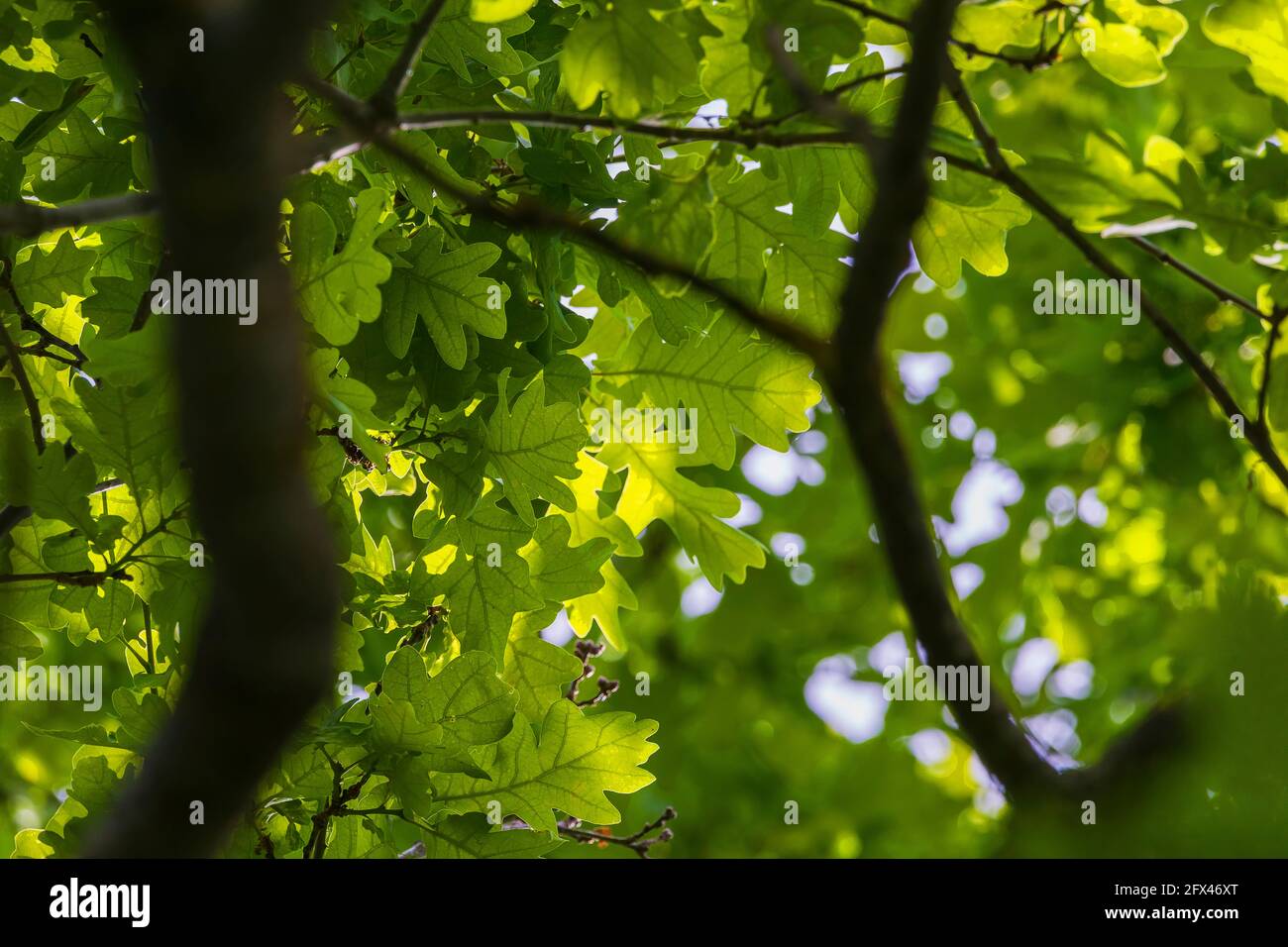 Oak tree sunlight ray hi-res stock photography and images - Alamy