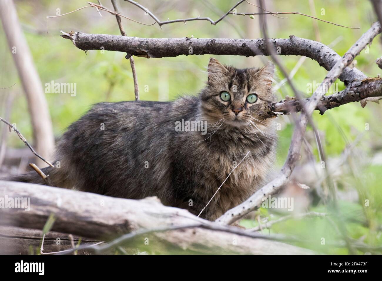 Feral cat in Quebec, Canada Stock Photo - Alamy