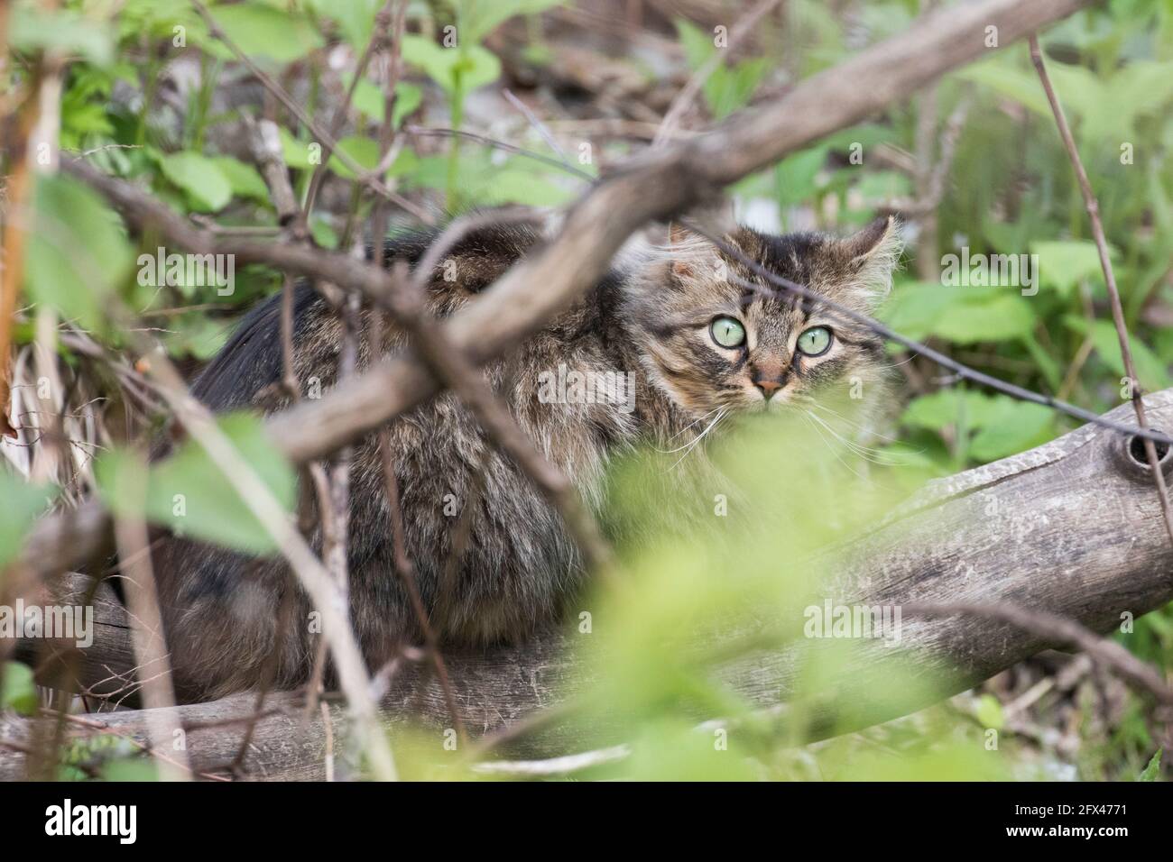 Feral cat in Quebec, Canada Stock Photo - Alamy