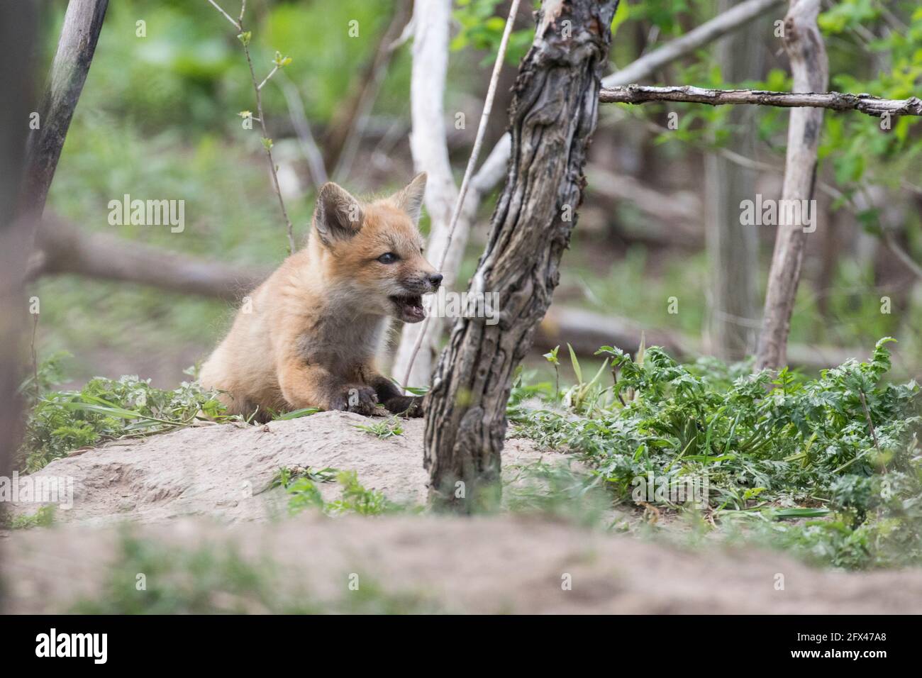 Cute Baby red fox in spring Stock Photo - Alamy