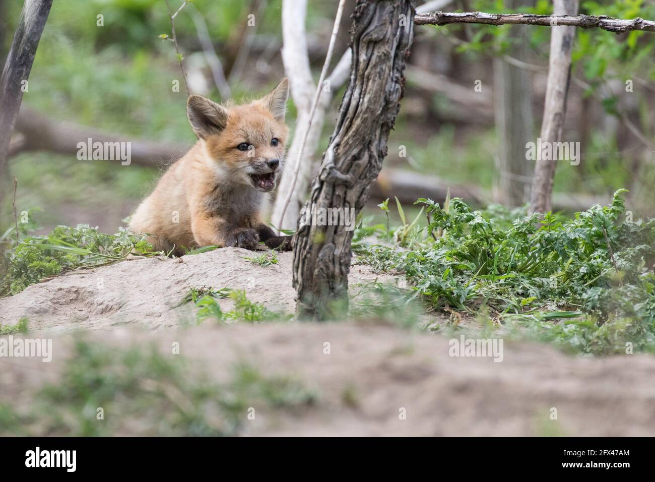 Cute Baby red fox in spring Stock Photo - Alamy