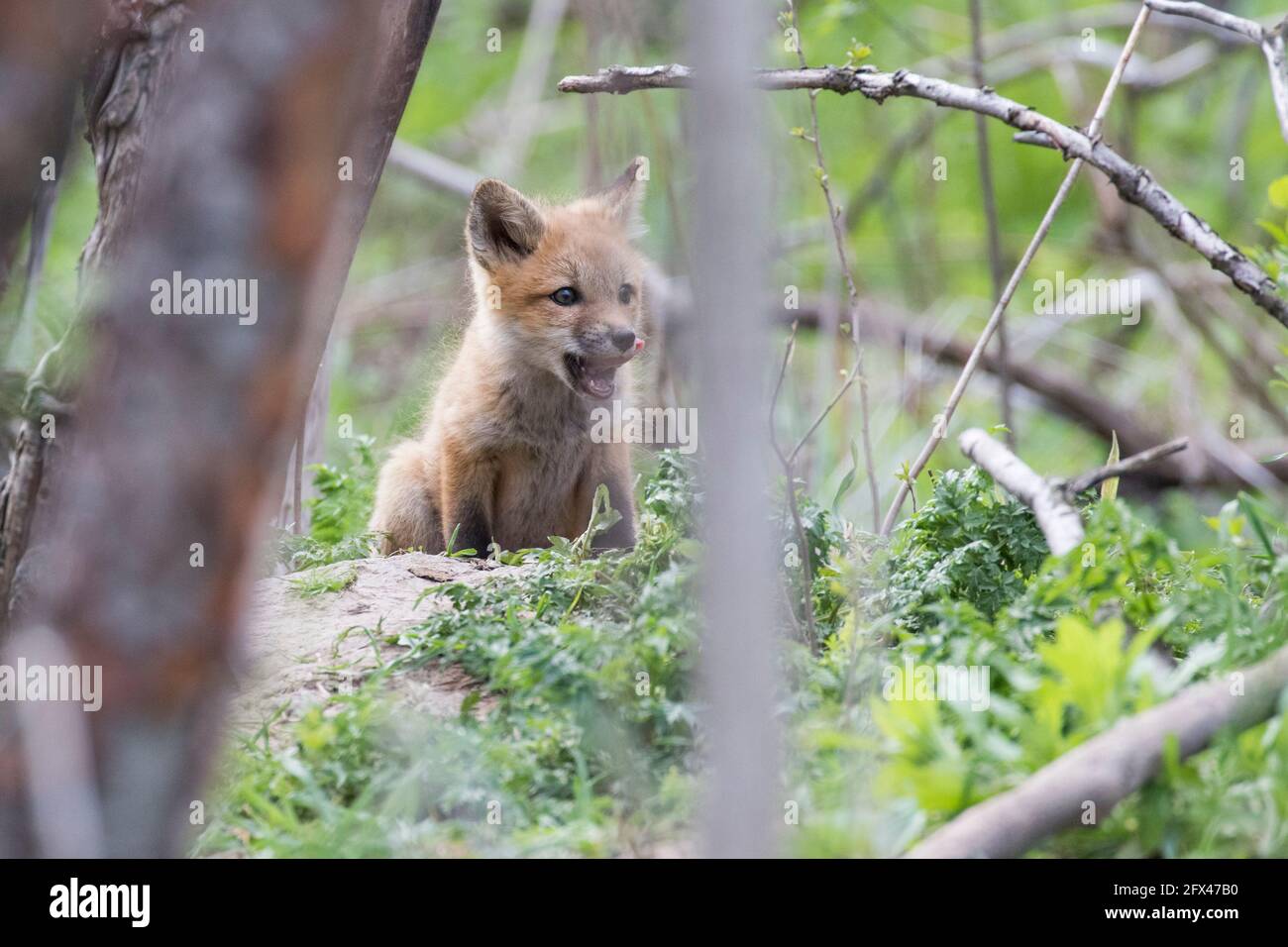 Cute Baby red fox in spring Stock Photo - Alamy