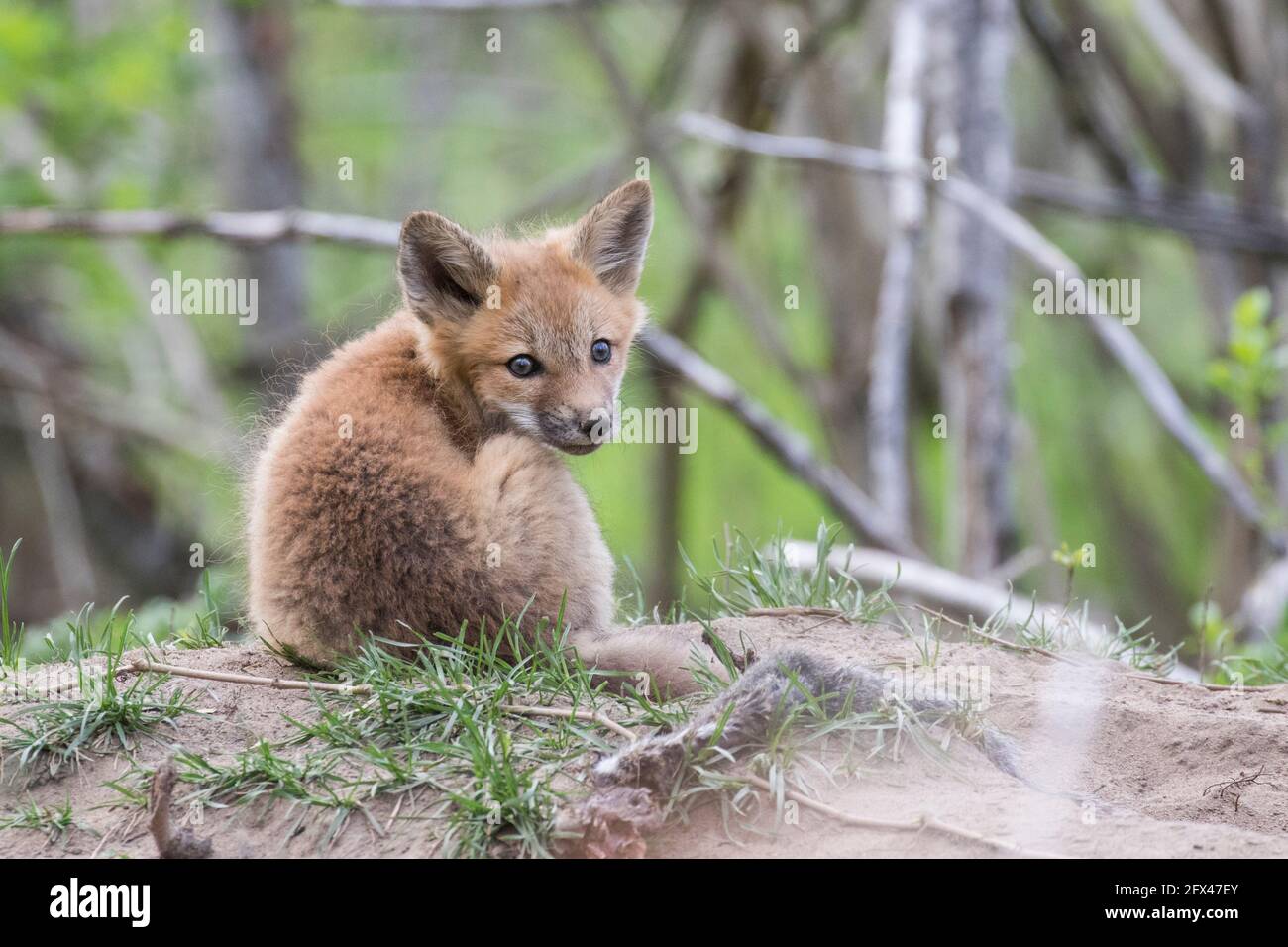 Cute Baby red fox in spring Stock Photo - Alamy