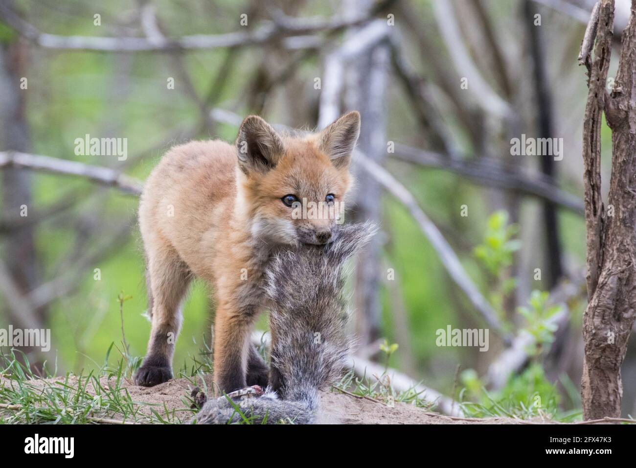 Cute Baby red fox in spring Stock Photo - Alamy