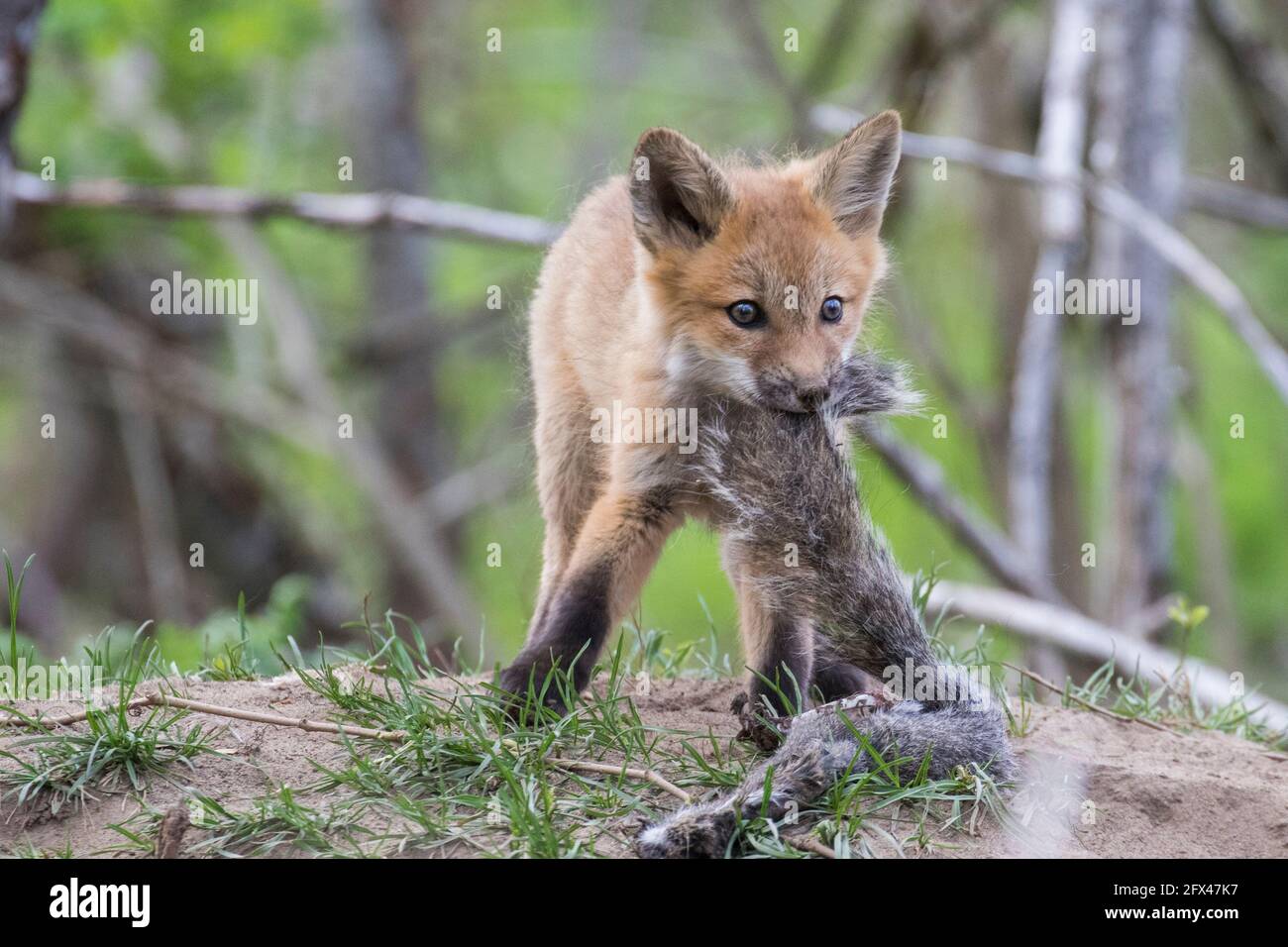 Cute Baby red fox in spring Stock Photo - Alamy