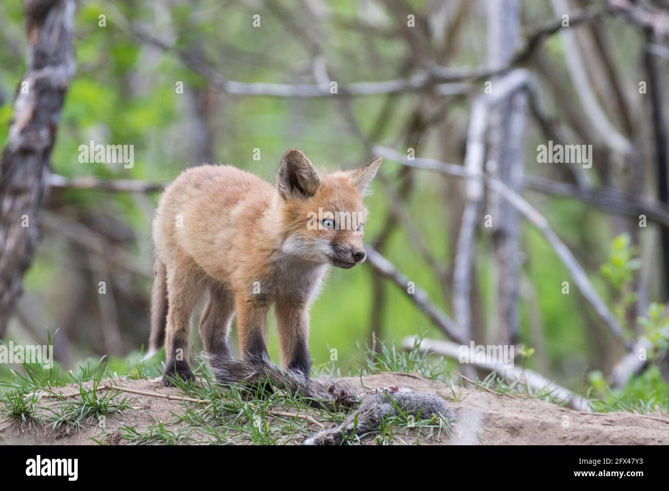 Cute Baby red fox in spring Stock Photo - Alamy