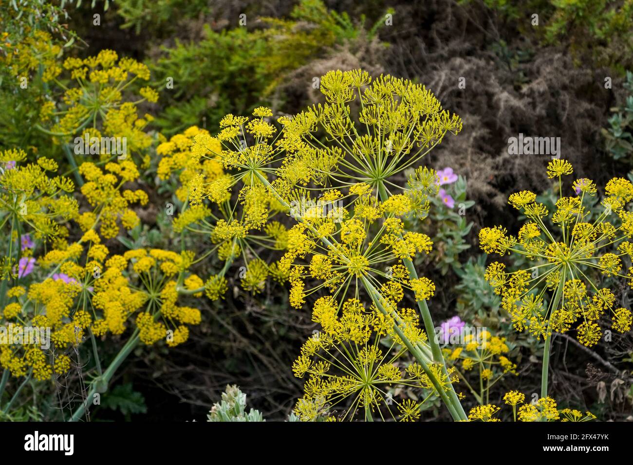 Villous deadly carrot thapsia villosa hi-res stock photography and ...