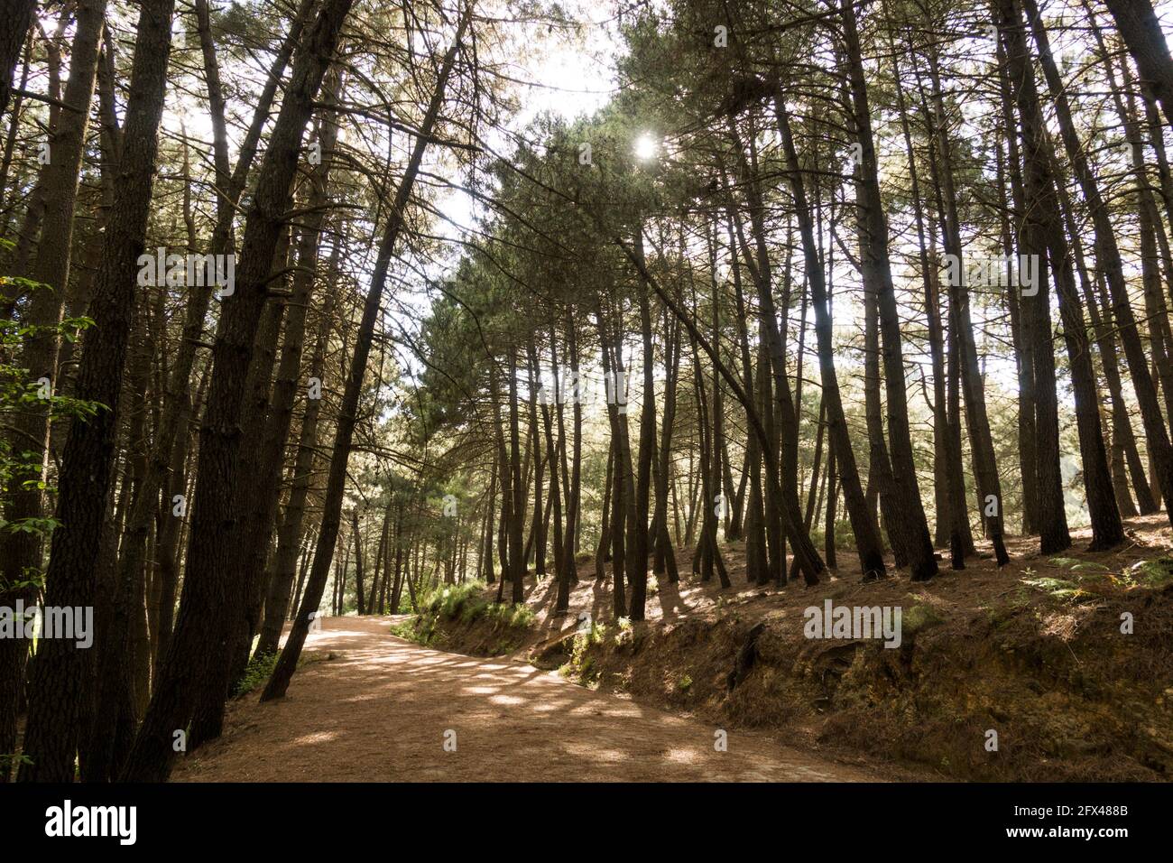 Path, trail, through dense Pine forest Stock Photo - Alamy