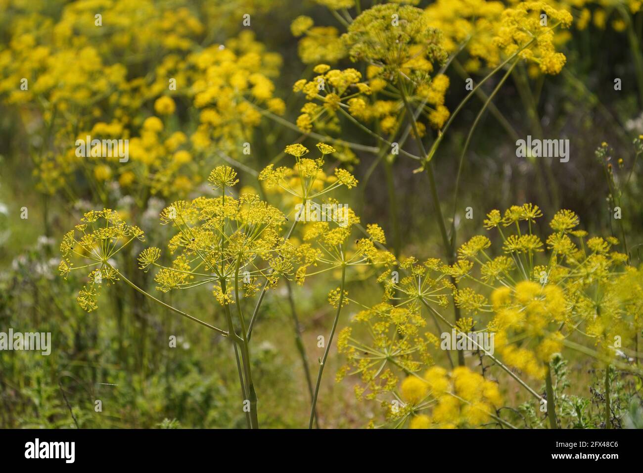 Villous deadly carrot thapsia villosa hi-res stock photography and ...