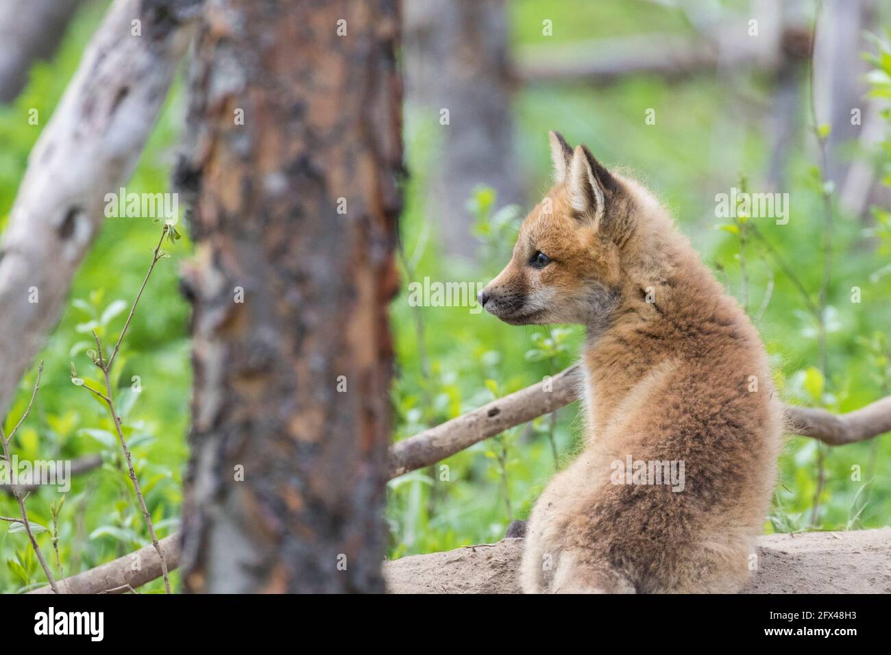 Cute Baby red fox in spring Stock Photo - Alamy