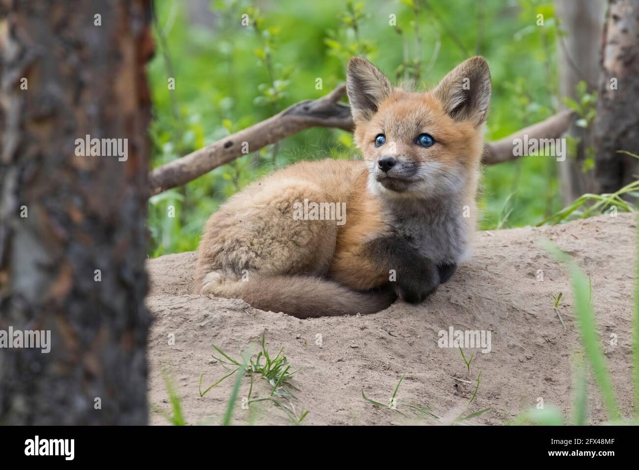 Cute Baby red fox in spring Stock Photo - Alamy