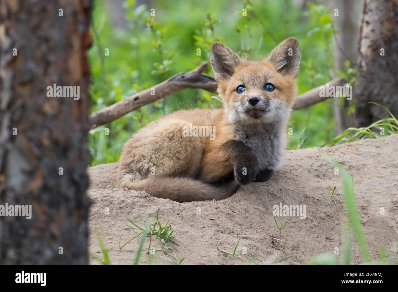 Cute Baby red fox in spring Stock Photo - Alamy