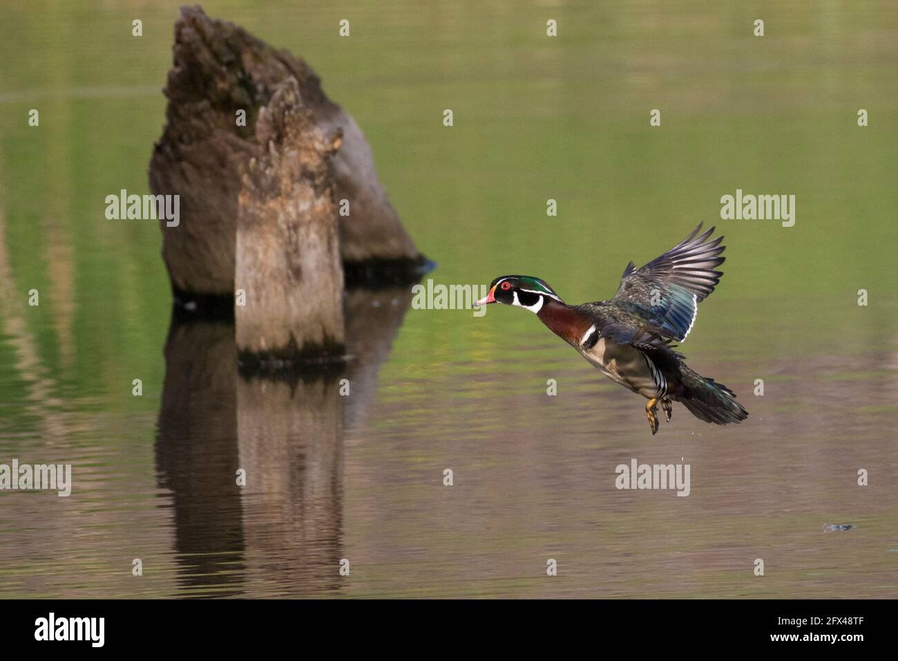 wood duck or Carolina duck (Aix sponsa) in spring Stock Photo - Alamy