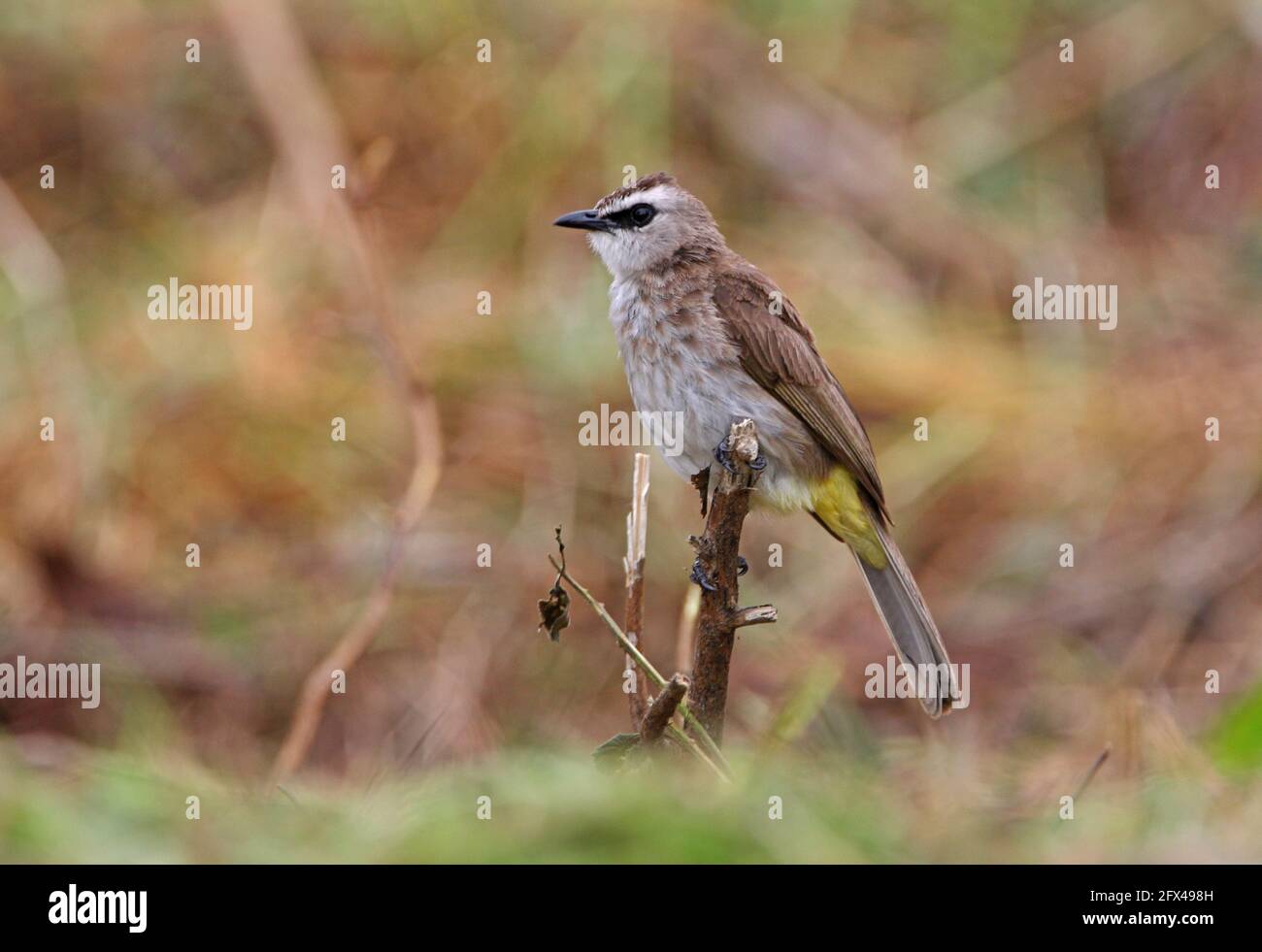 Yellow-vented Bulbul (Pycnonotus goiavier gourdini) adult perched on ...