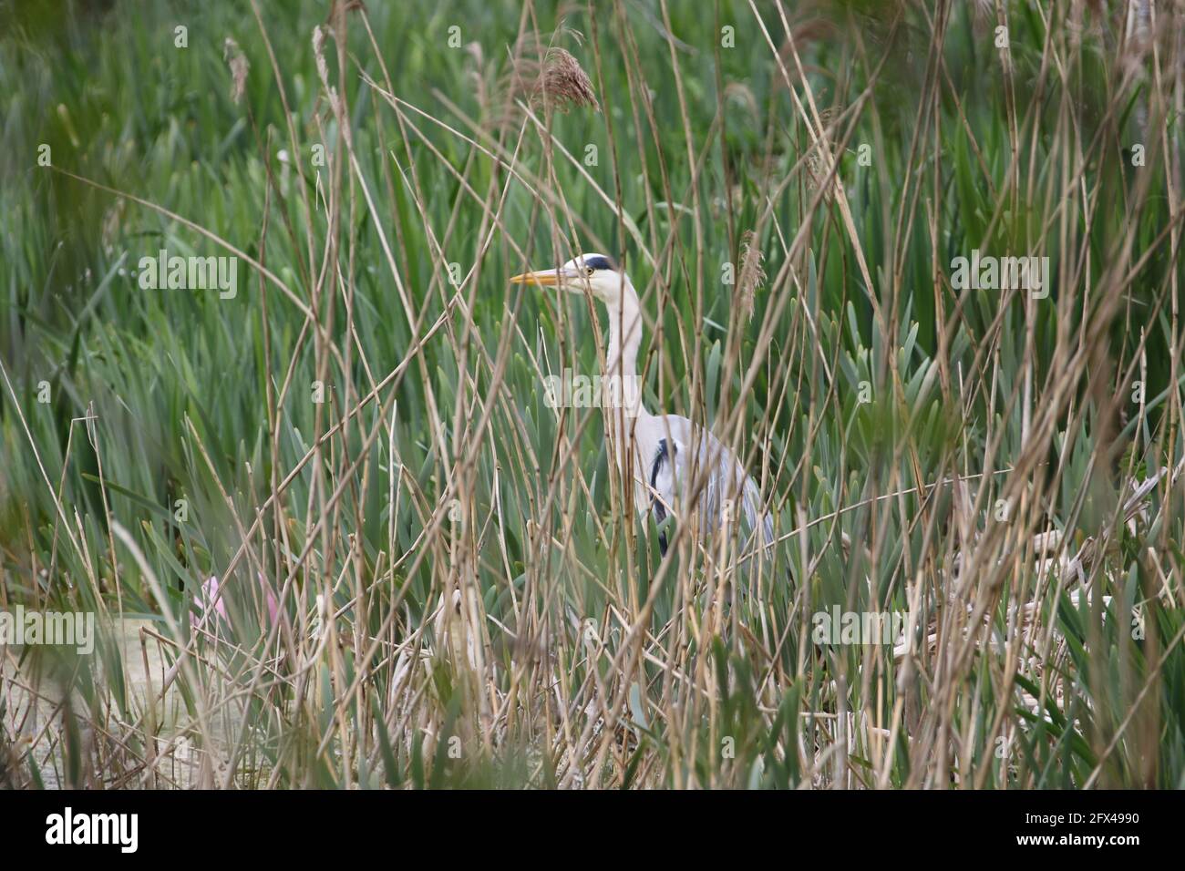 Culzean Castle Grounds, South Ayrshire, Scotland, UK. A Heron hidden in ...