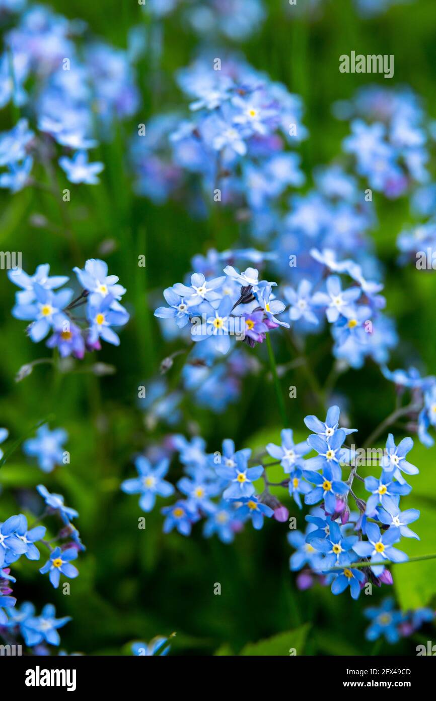 Tiny blue hi-res stock photography and images - Alamy