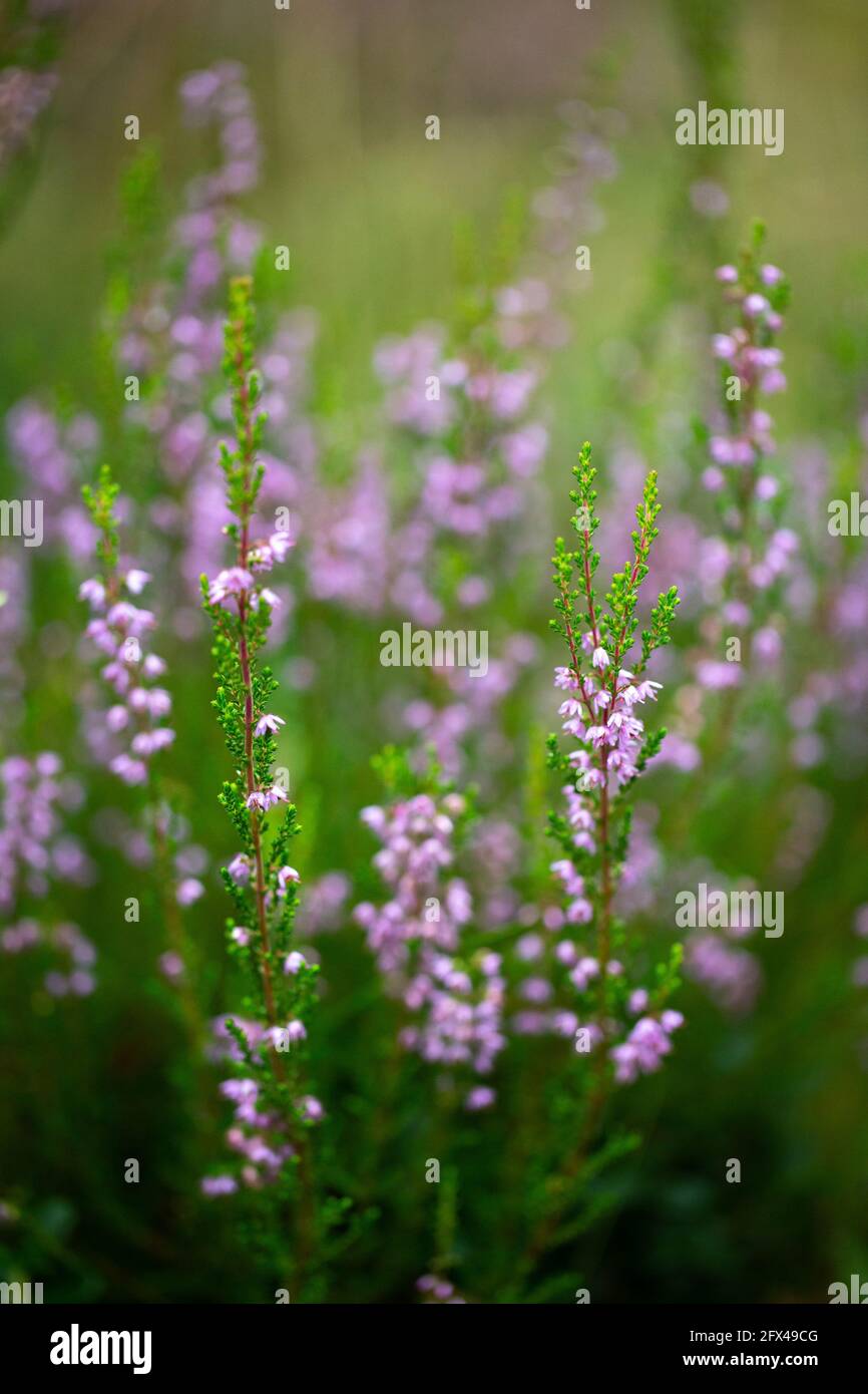 Common heather plant Stock Photo - Alamy