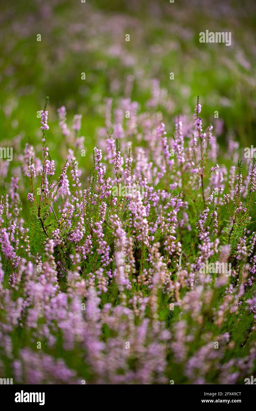 Common heather plant Stock Photo - Alamy