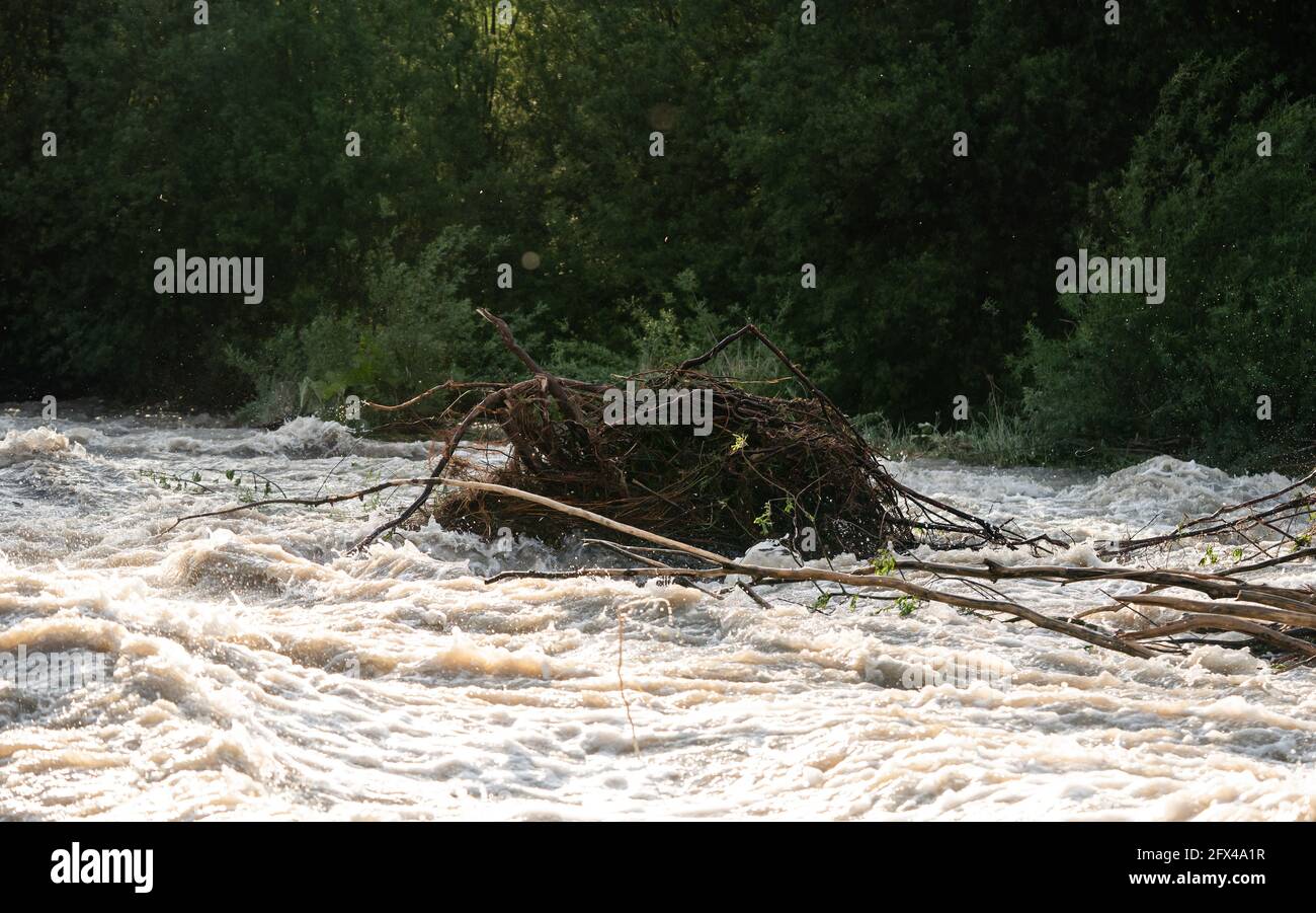 Flood damage tree roots forest hi-res stock photography and images - Alamy