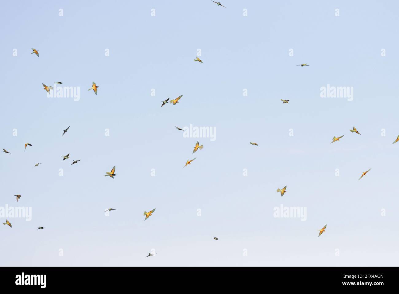 Beautiful coloured birds hi-res stock photography and images - Alamy