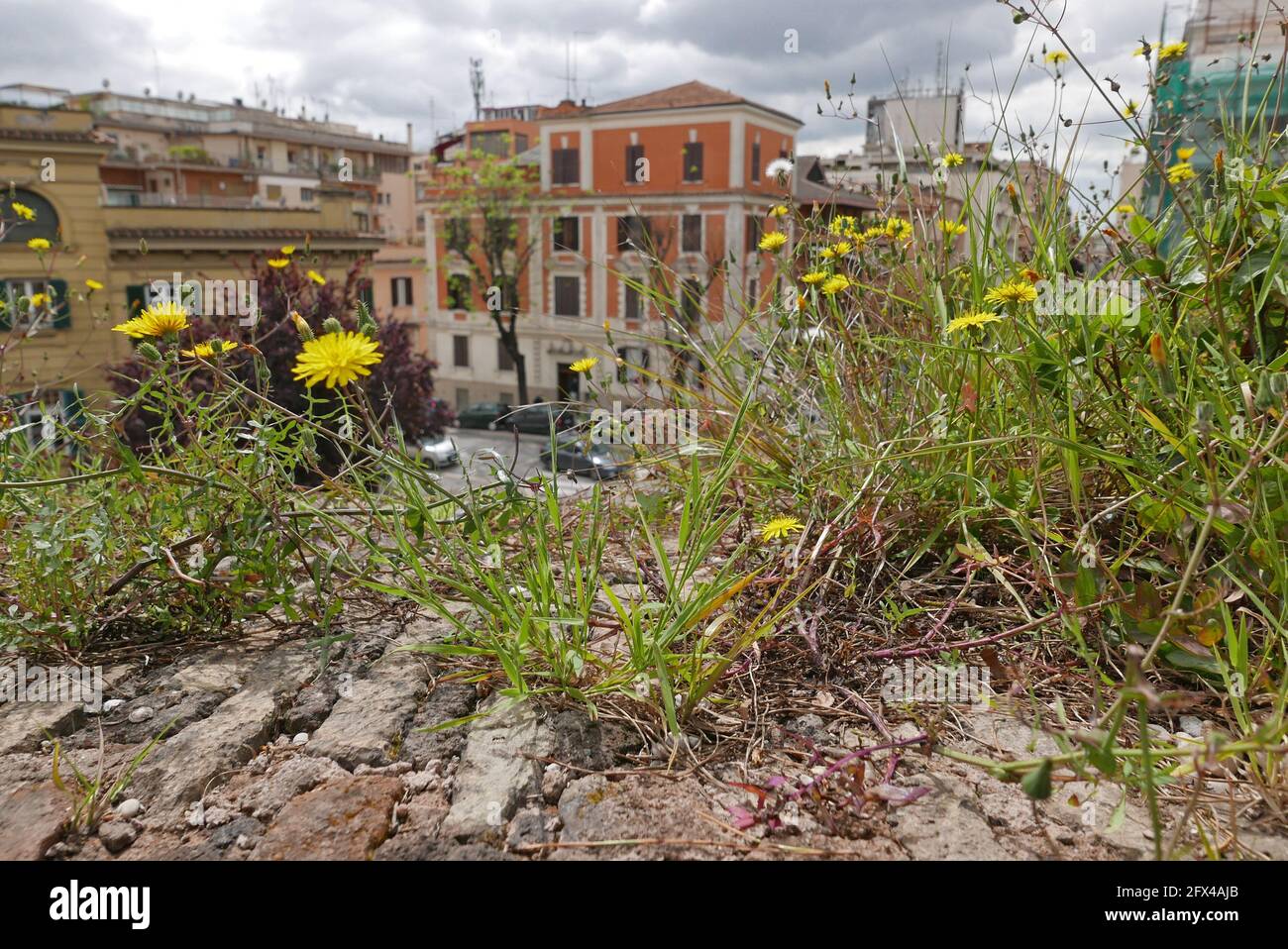 Janiculum walls hi-res stock photography and images - Alamy
