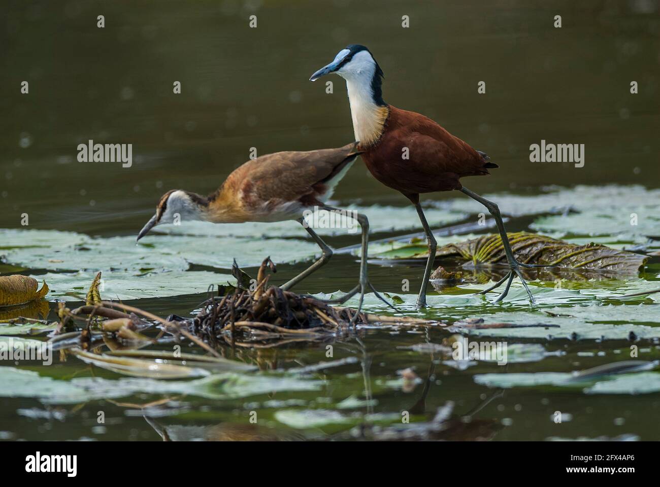 African Jacana in wetland environment, South Africa Stock Photo - Alamy