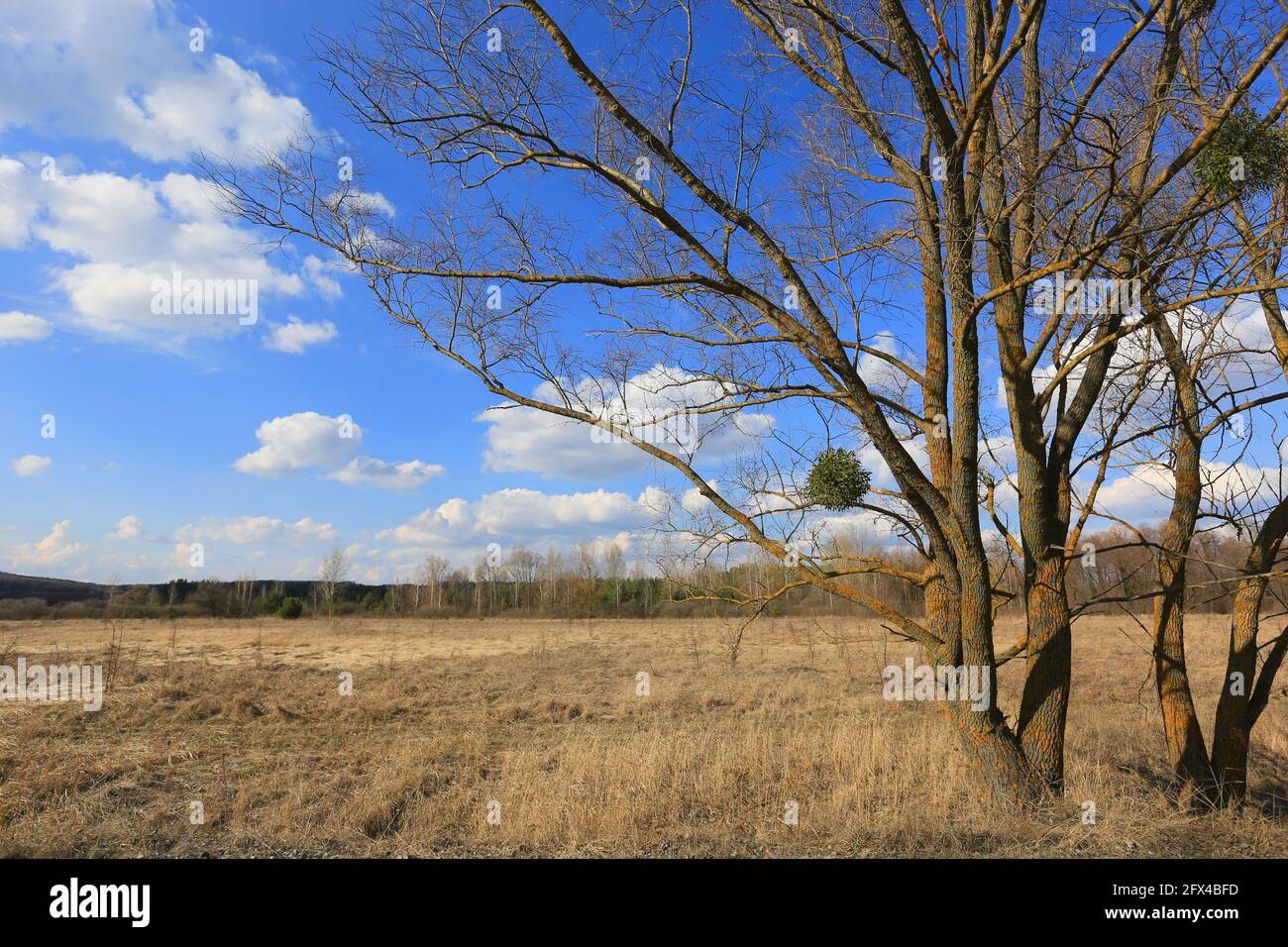 Sunny spring landscape with leafless trees on dry grasland Stock Photo ...