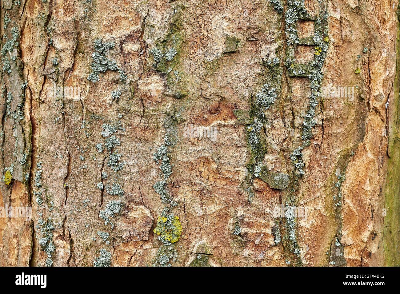 Tree texture. Close-up of sycamore tree bark (Acer pseudoplatanus Stock ...
